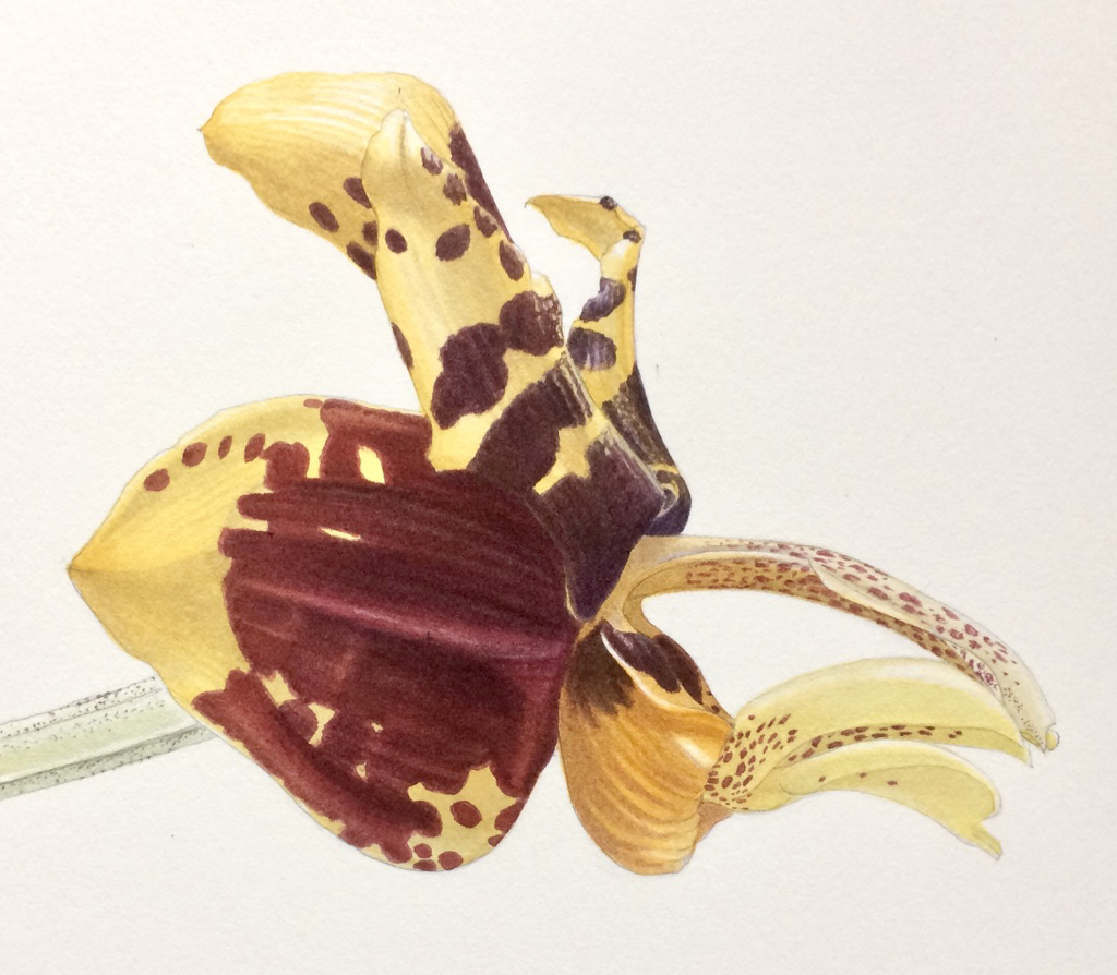 Following in Nellie Roberts’ brushstrokes – the work of orchid painter ...